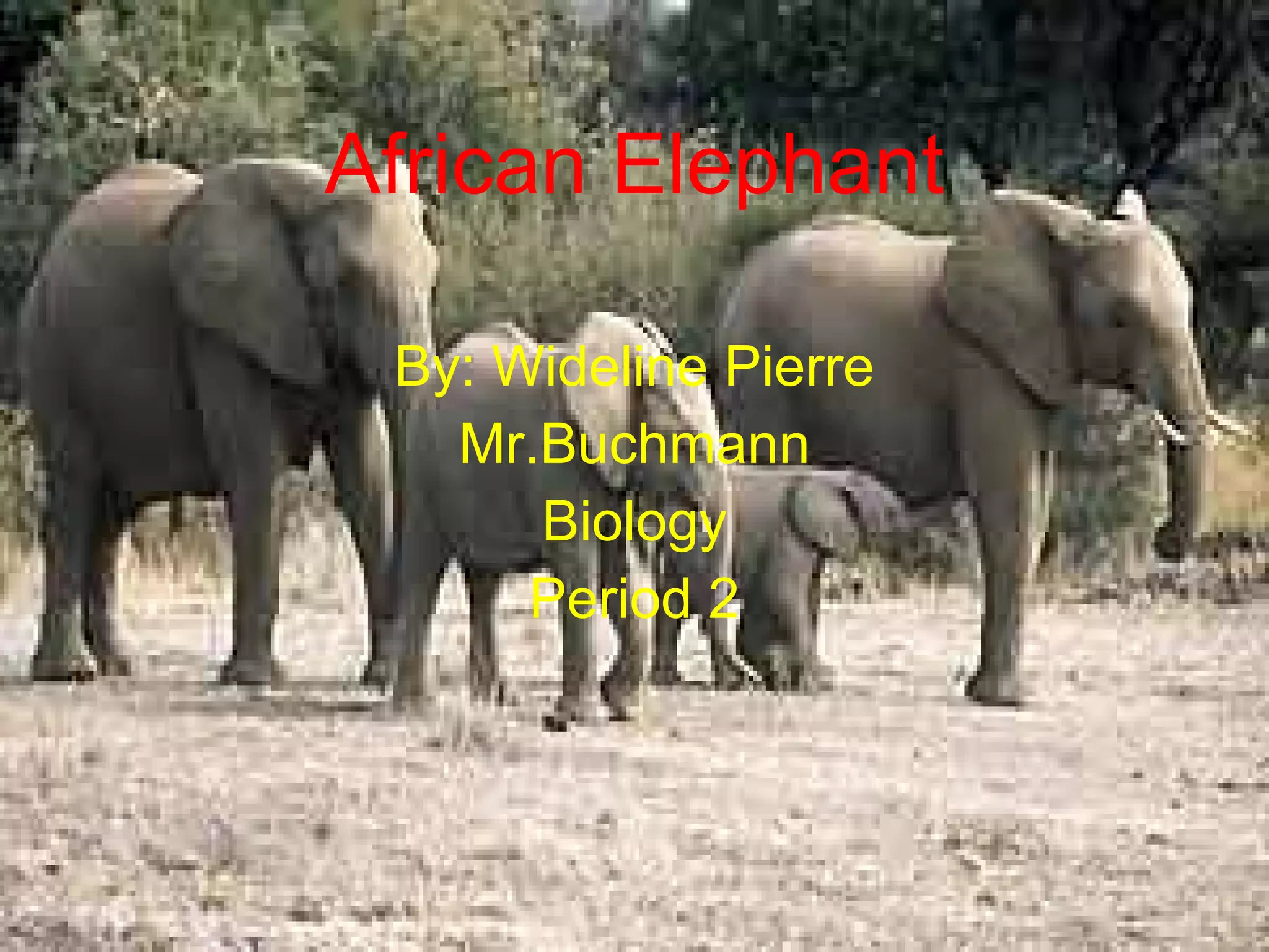 African elephant wideline pierre | PPT