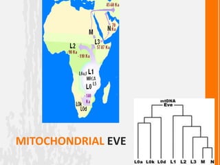 African eve | PPTX