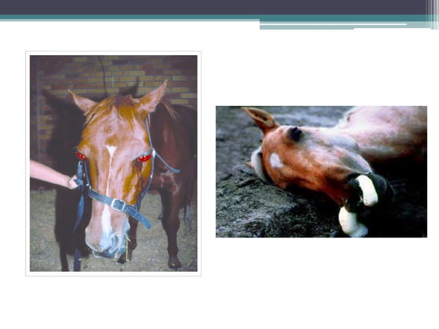 African horse sickness | PPTX