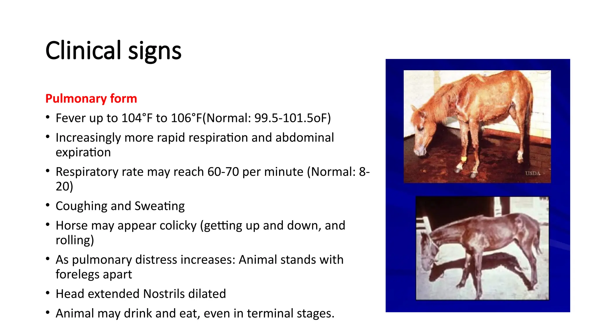 African Horse Sickness prepared for students.pptx