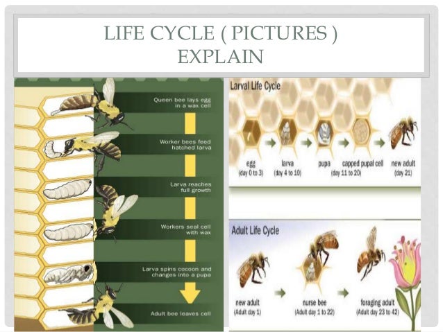 Africanized Honey Bees