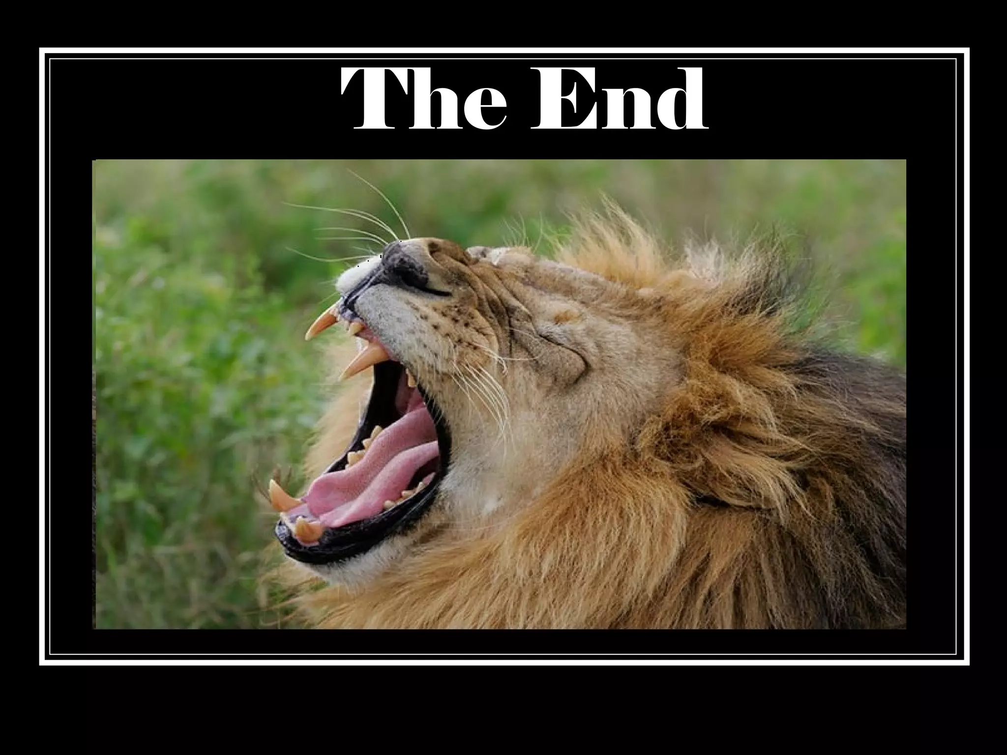 kiana Davis African lion period 1 | PPT