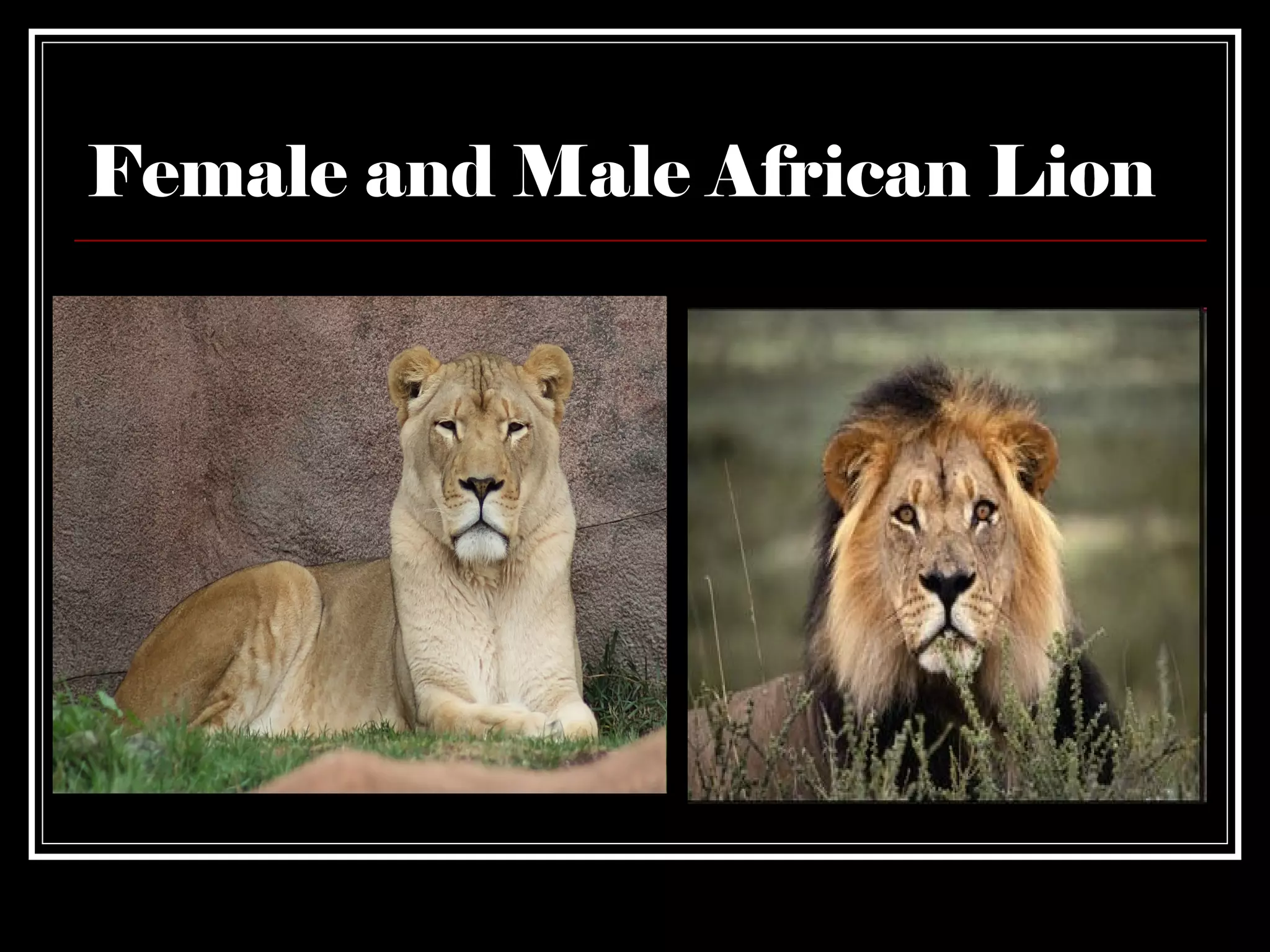 kiana Davis African lion period 1 | PPT