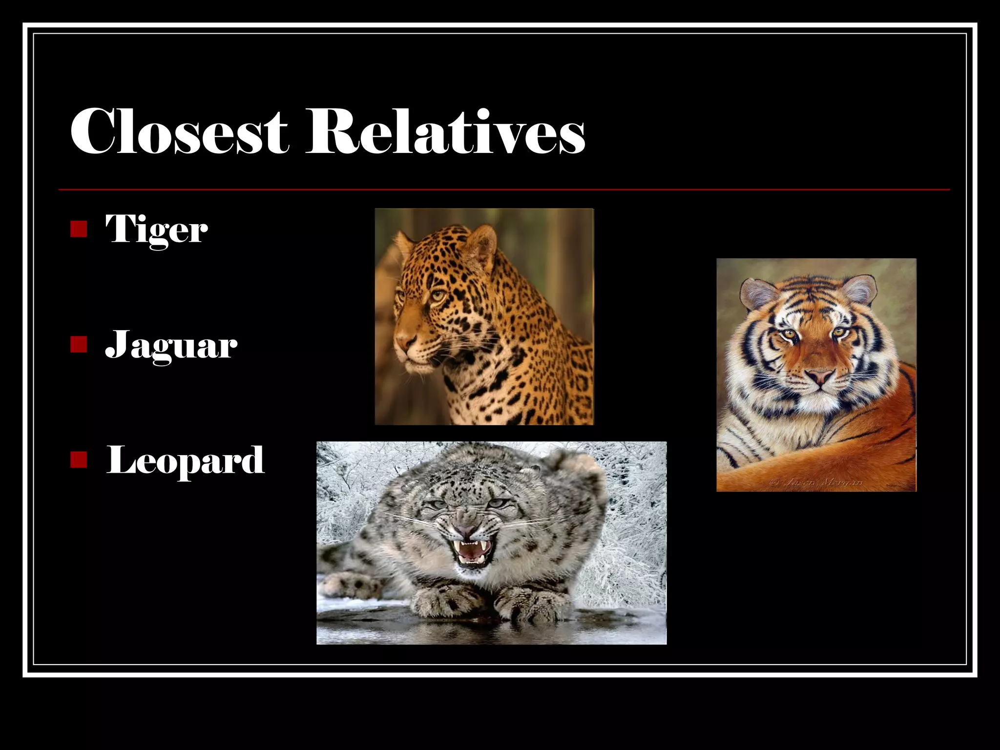 kiana Davis African lion period 1 | PPT