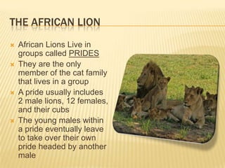 African lion presentation | PPTX