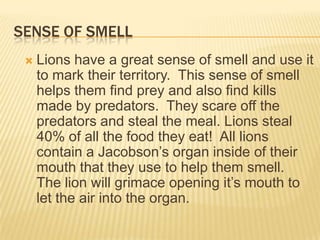African lion presentation | PPTX