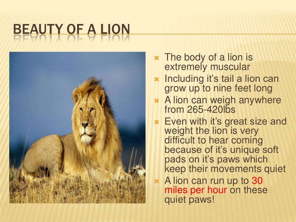 African lion presentation