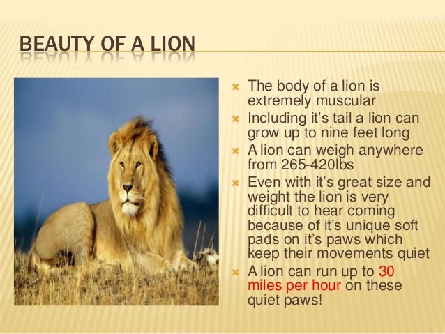African lion presentation