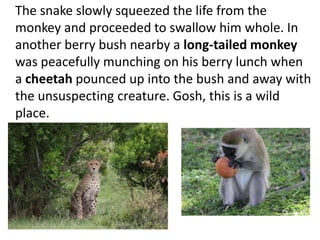 African Safari Food Web Project | PPT