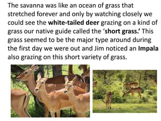 African Safari Food Web Project | PPT