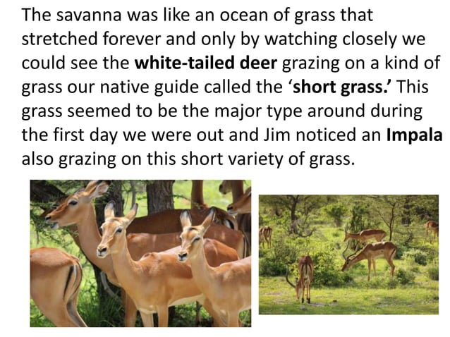 African Safari Food Web Project | PPT