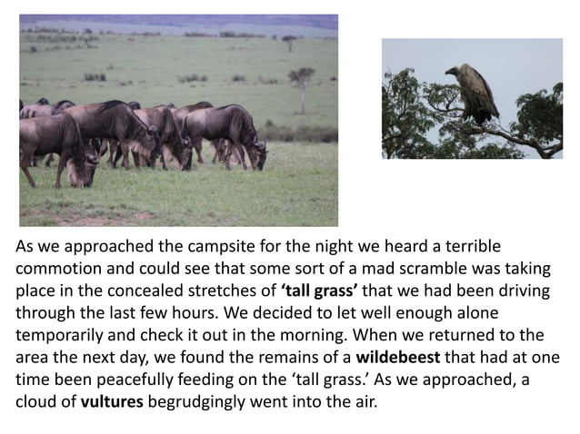 African Safari Food Web Project | PPT