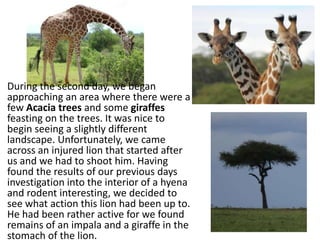 African Safari Food Web Project | PPT