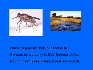 African Sleeping Sickness | PPT