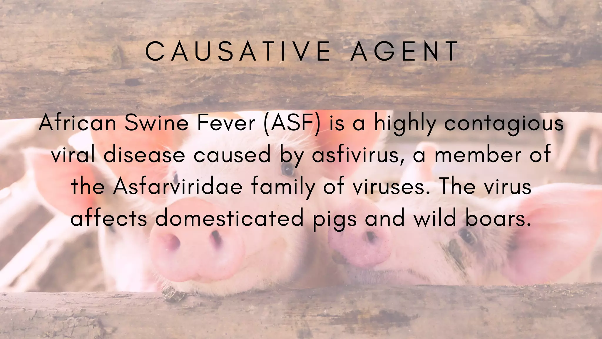 african swine fever.pdf