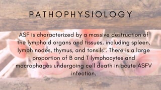 african swine fever.pdf