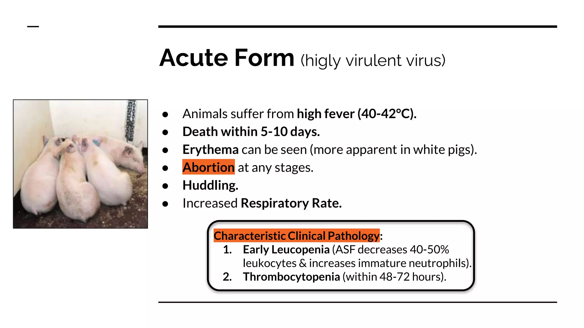 African Swine Fever.pptx