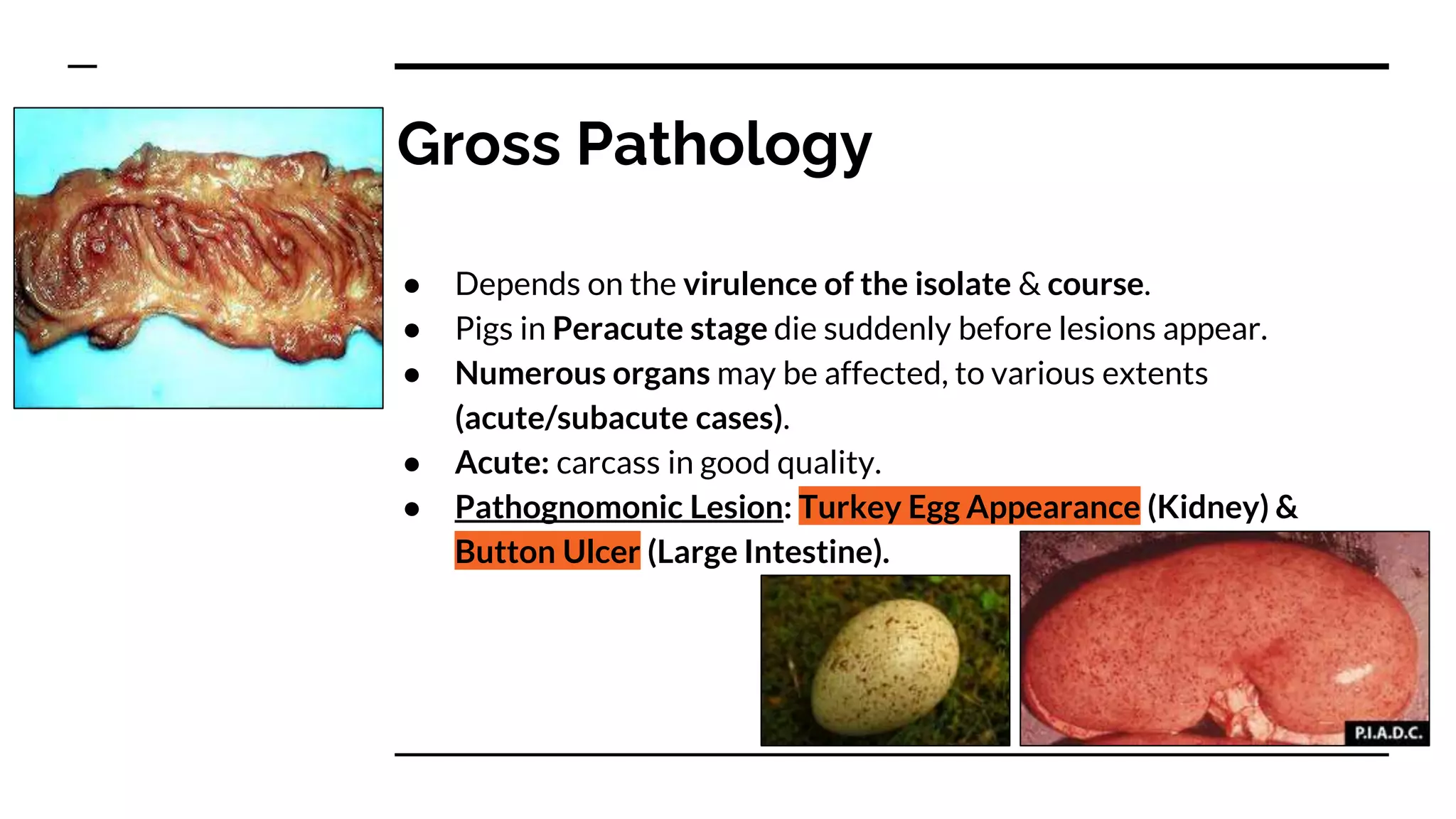African Swine Fever.pptx | Veterinary Medicine | Pets