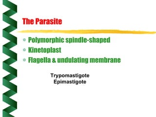 African trypanosomes | PPT