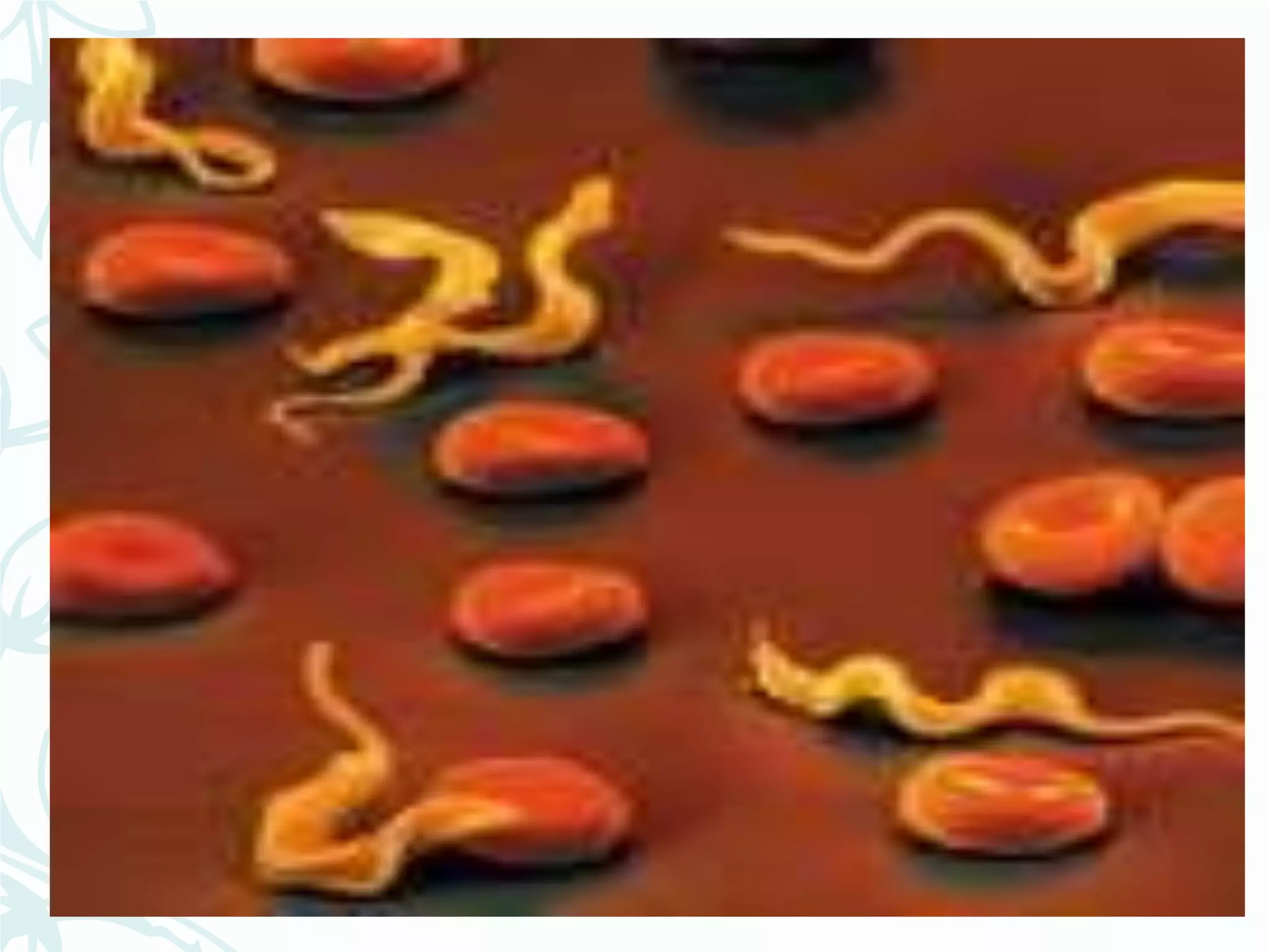 African trypanosomes | PPSX