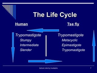 African trypanosomes Lesson of Parasitology | PPT