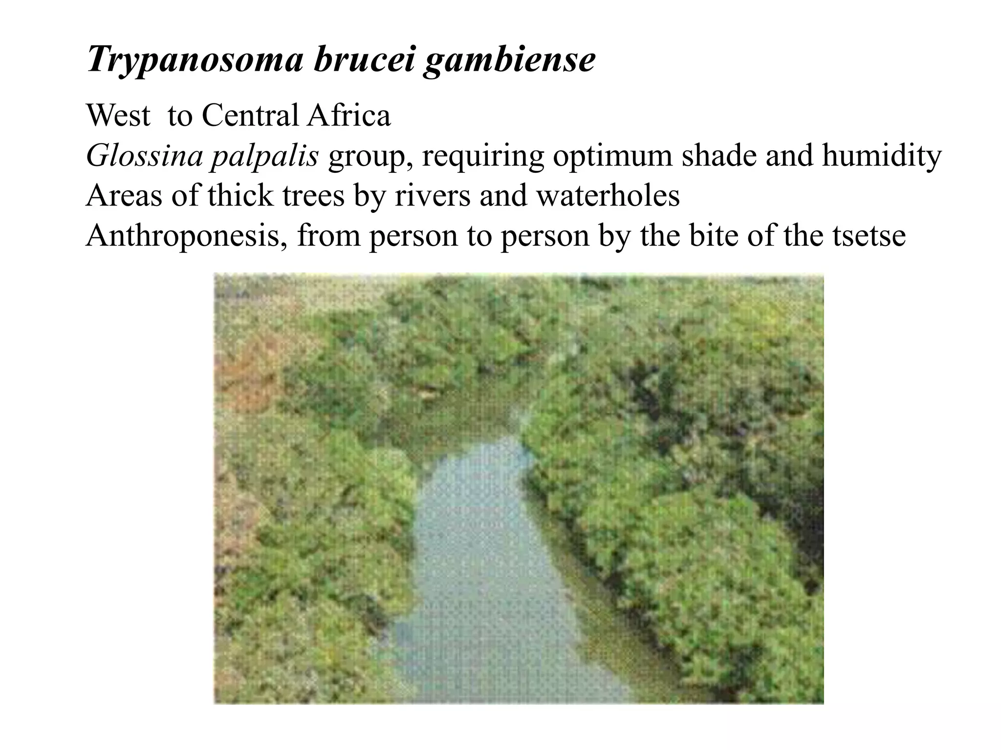 AfricanTrypanosomiasis.ppt