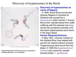 AfricanTrypanosomiasis.ppt