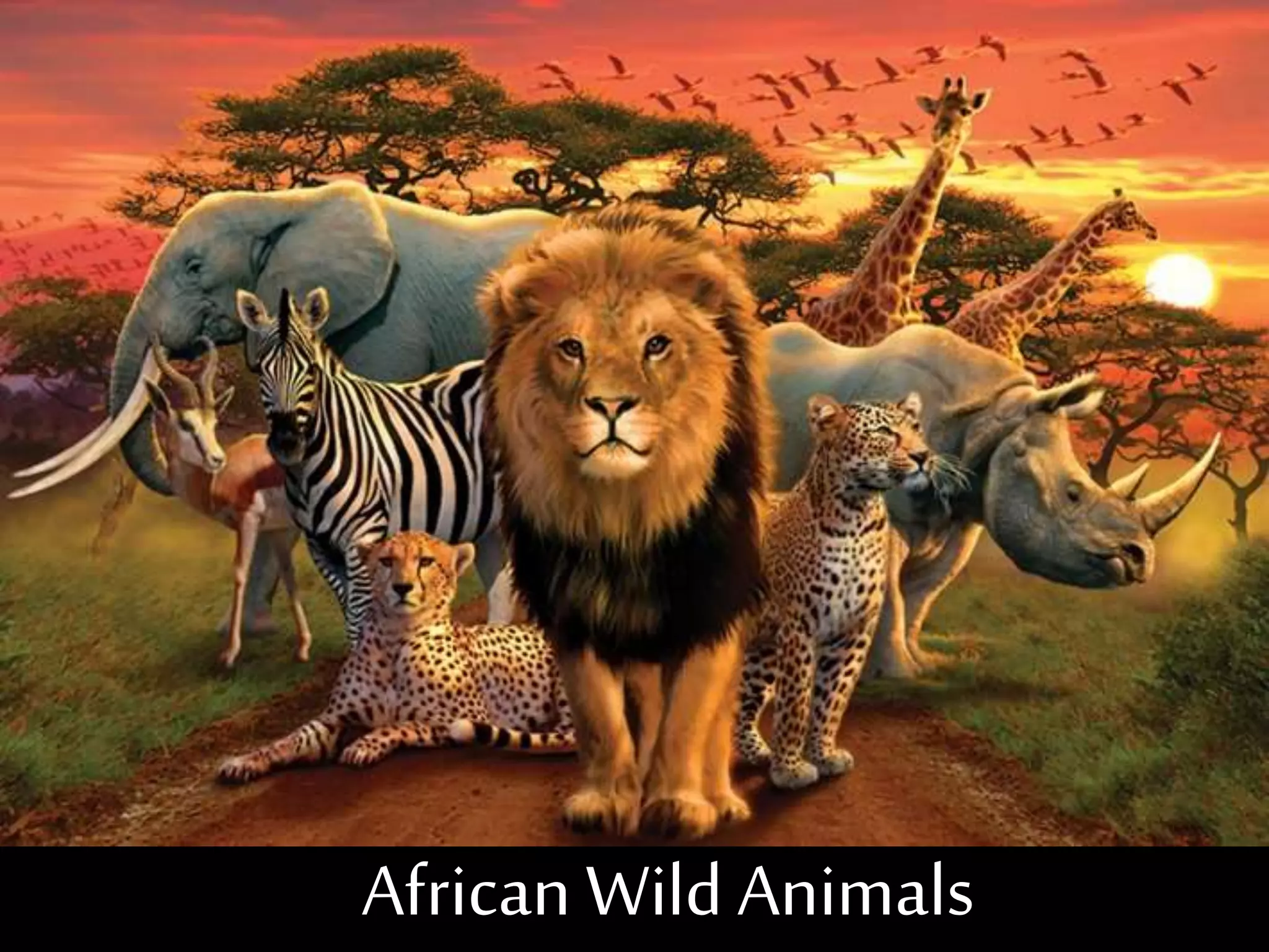 African wild animals | PPSX