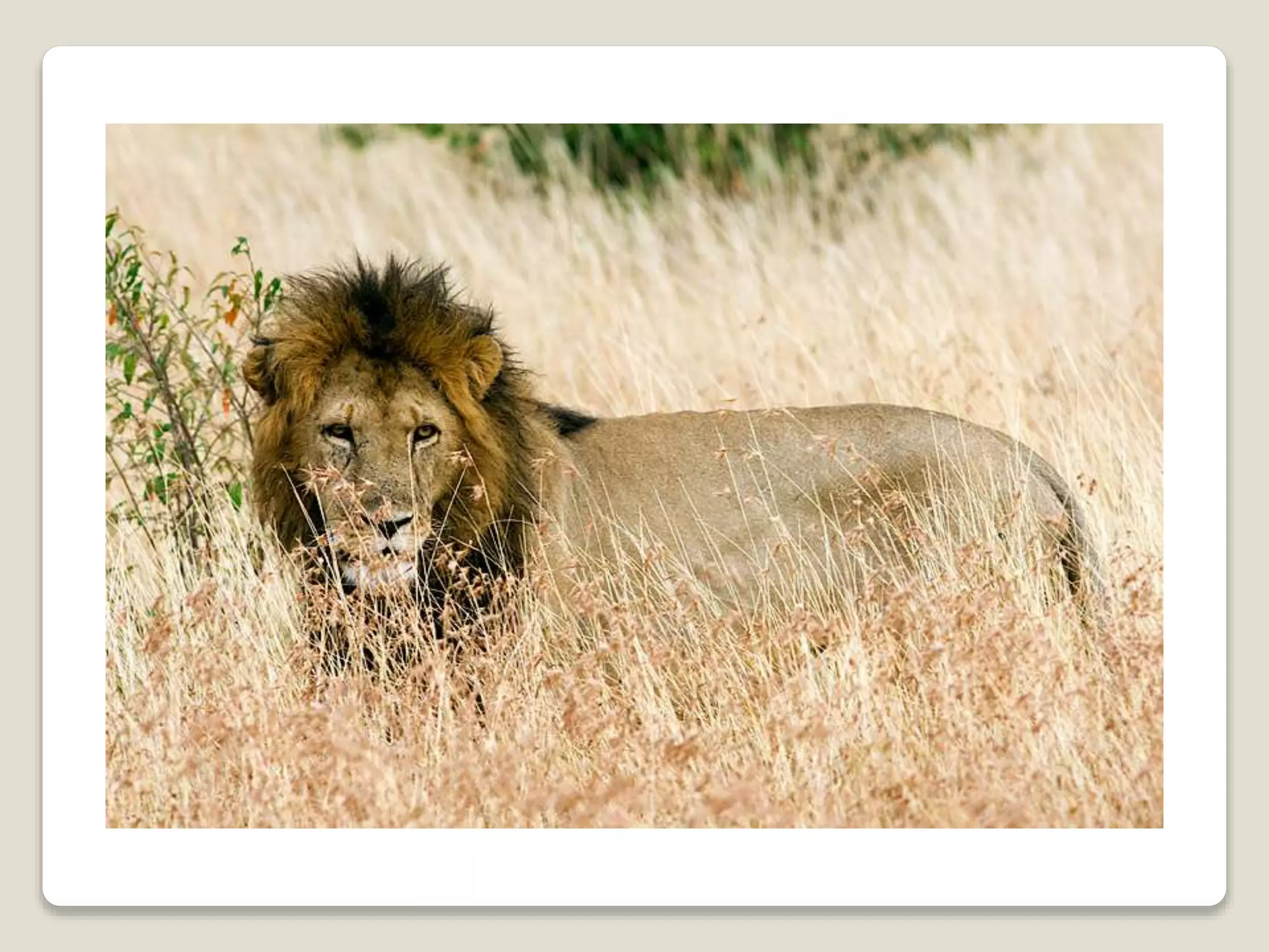 African wild animals | PPSX