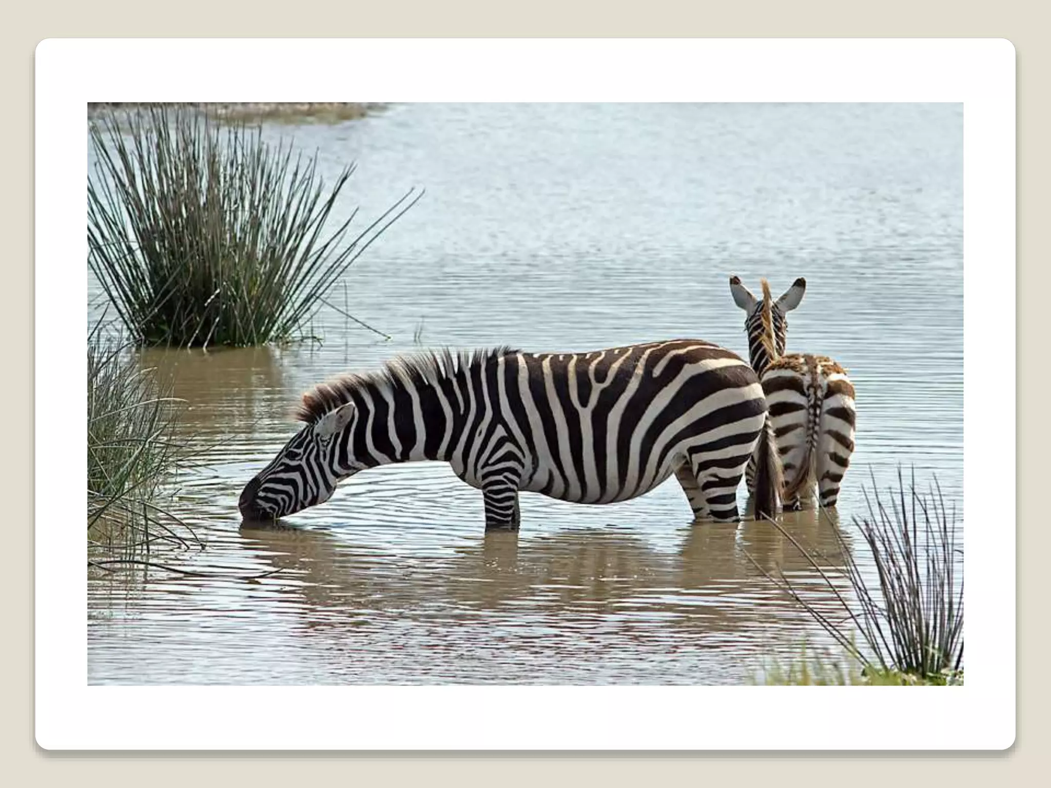 African wild animals | PPSX