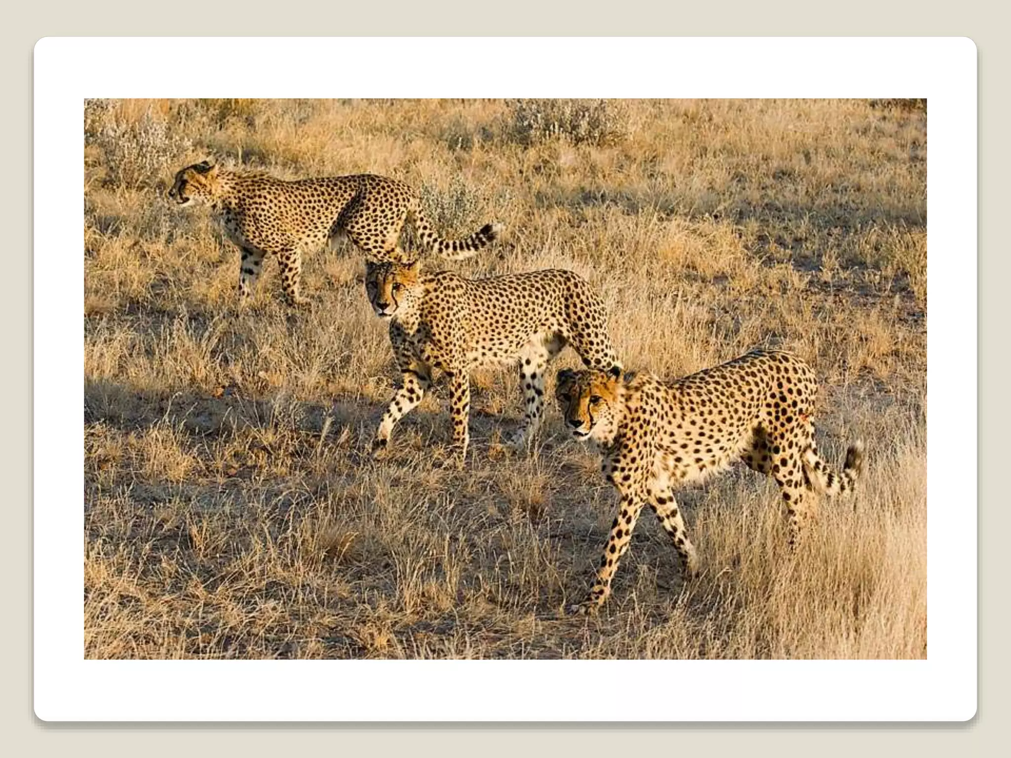 African wild animals | PPSX