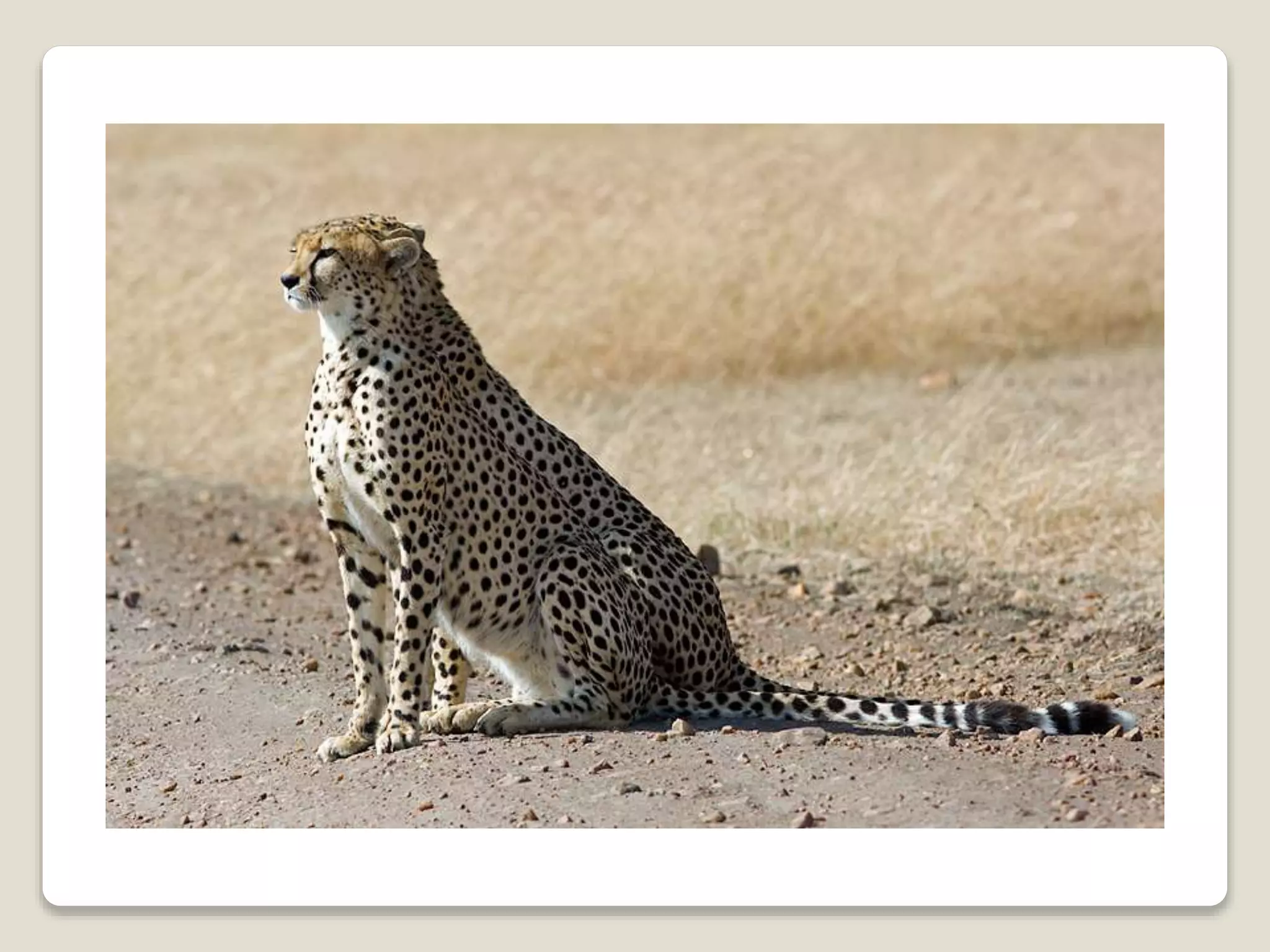 African wild animals | PPSX