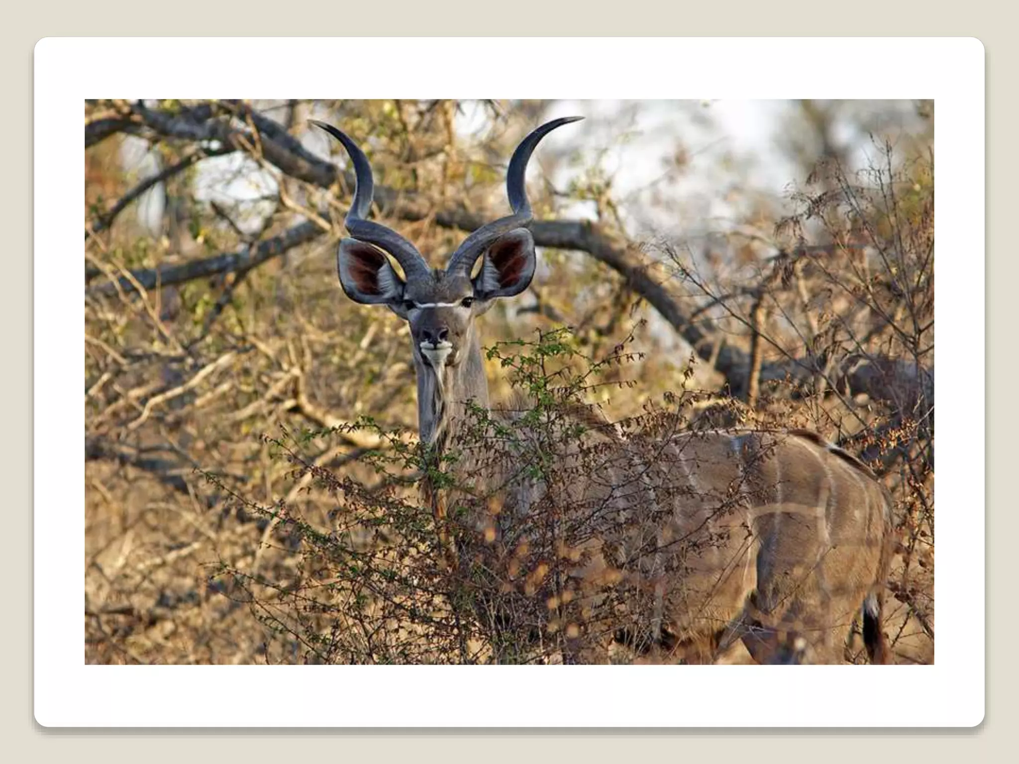 African wild animals | PPSX