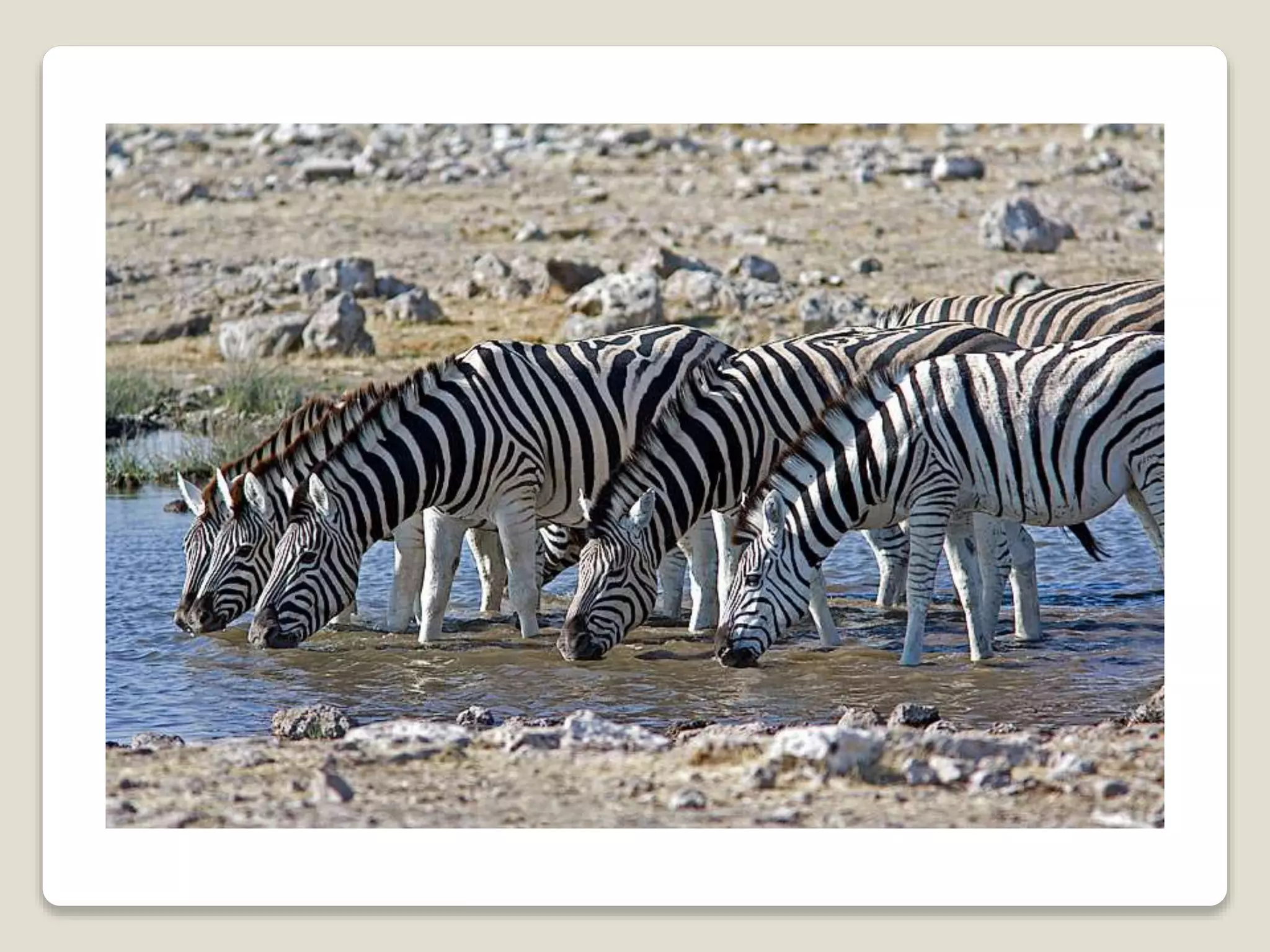 African wild animals | PPSX