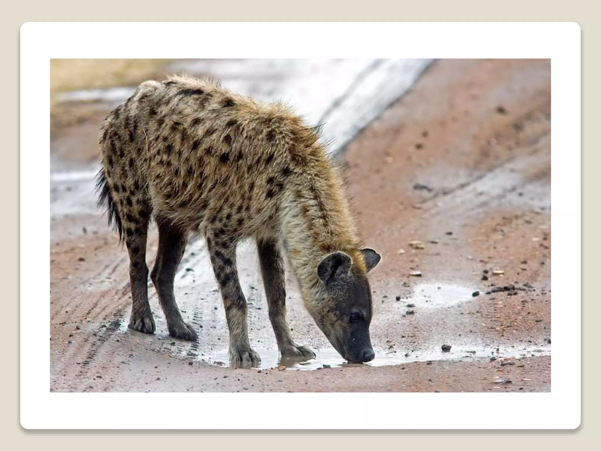 African wild animals | PPSX