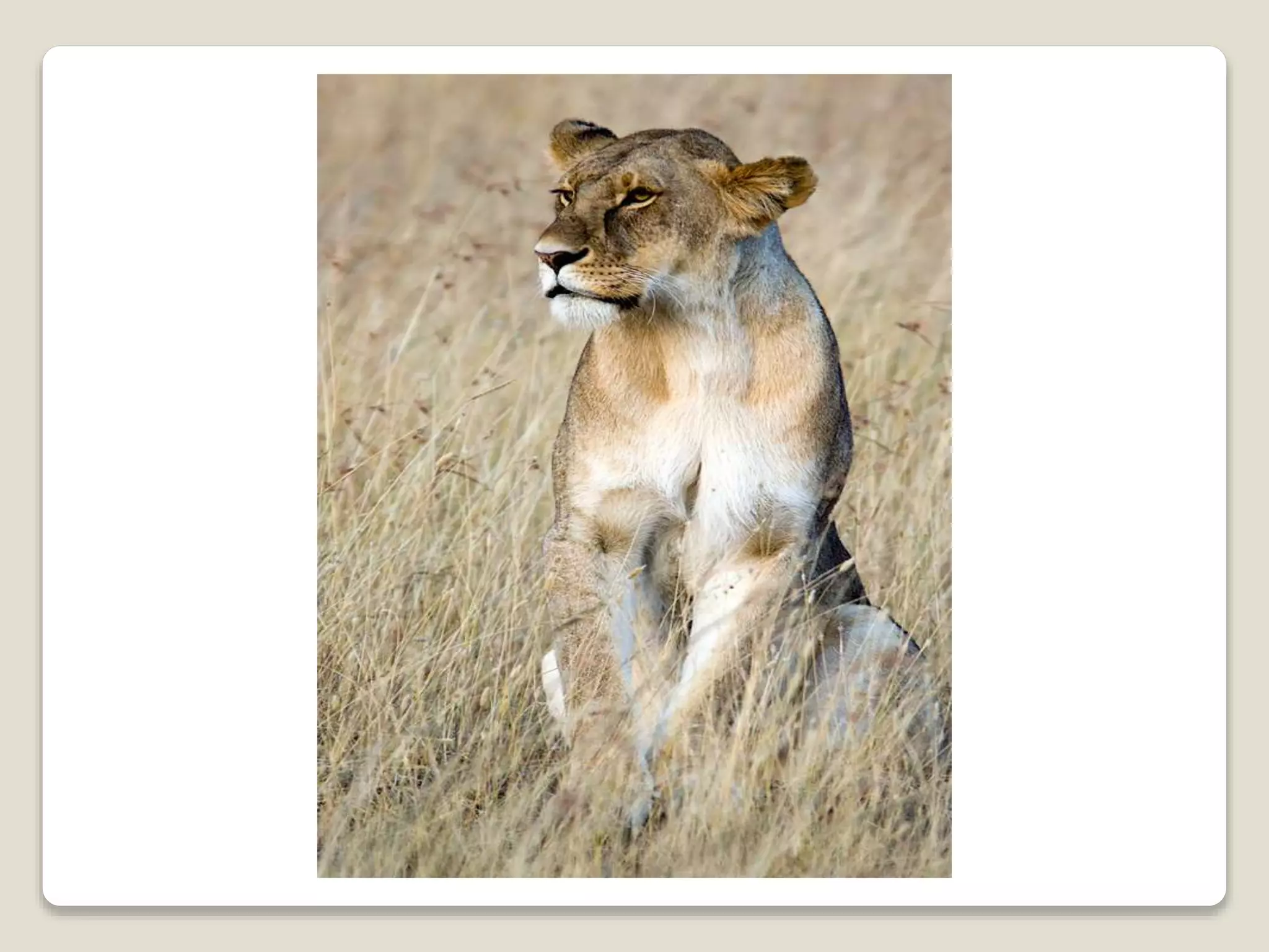 African wild animals | PPSX