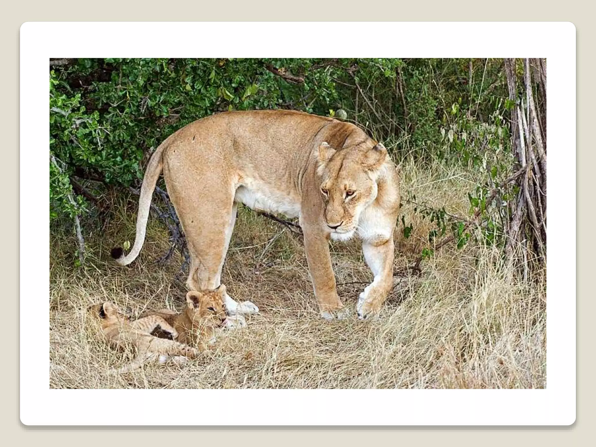 African wild animals | PPSX