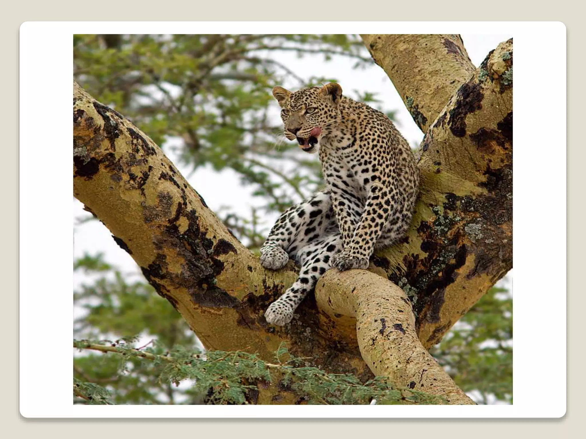 African wild animals | PPSX