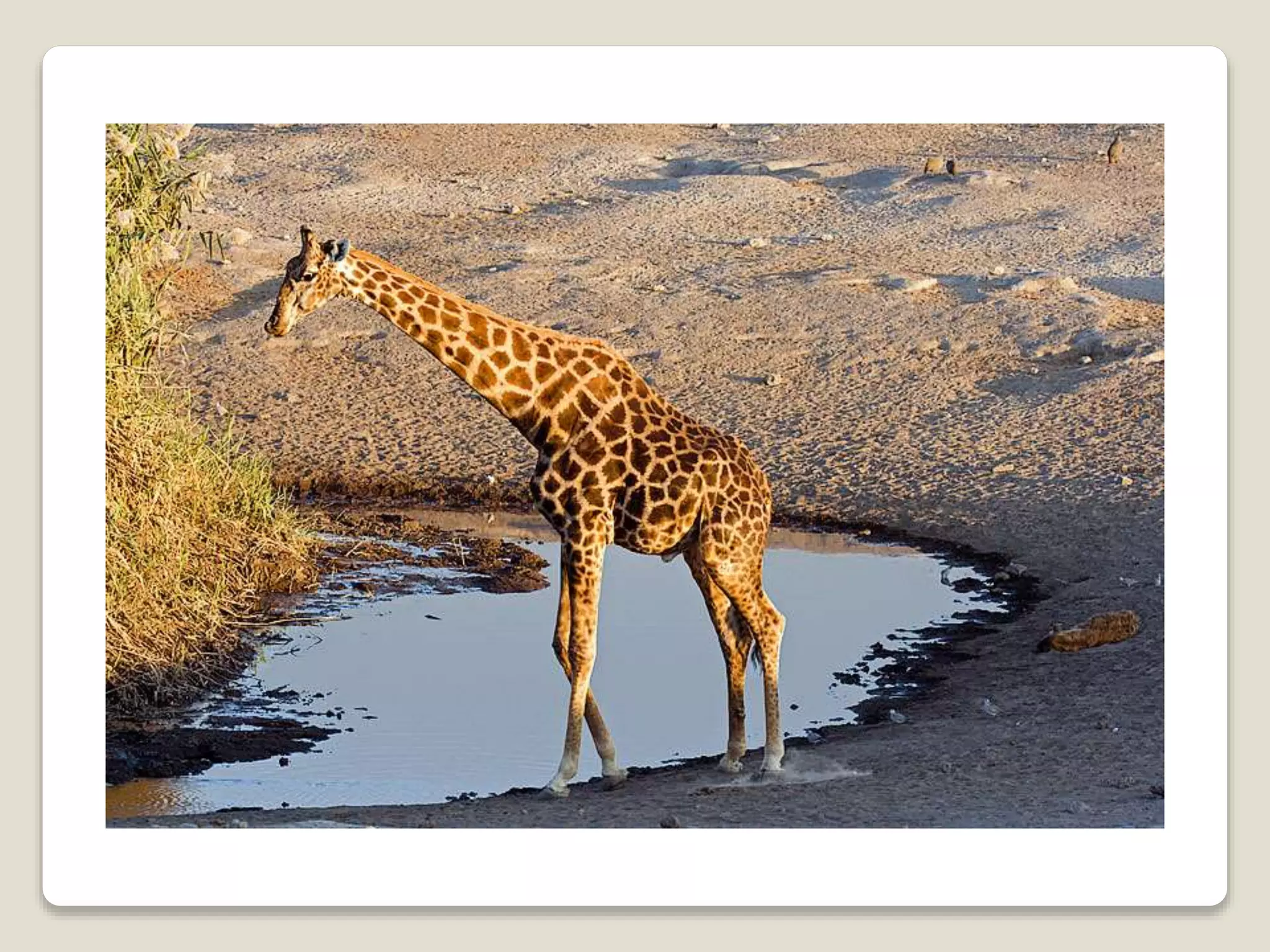 African wild animals | PPSX