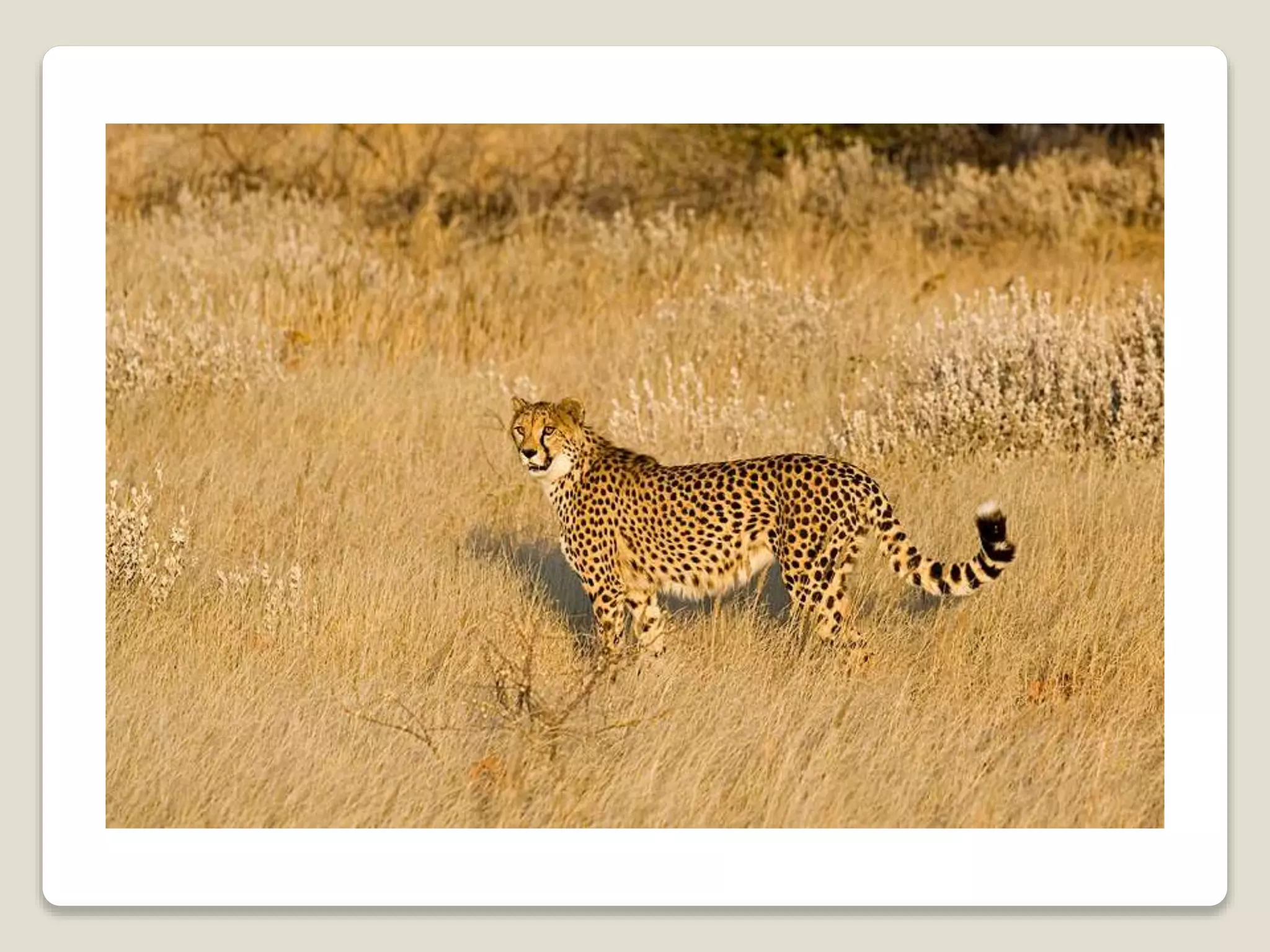 African wild animals | PPSX