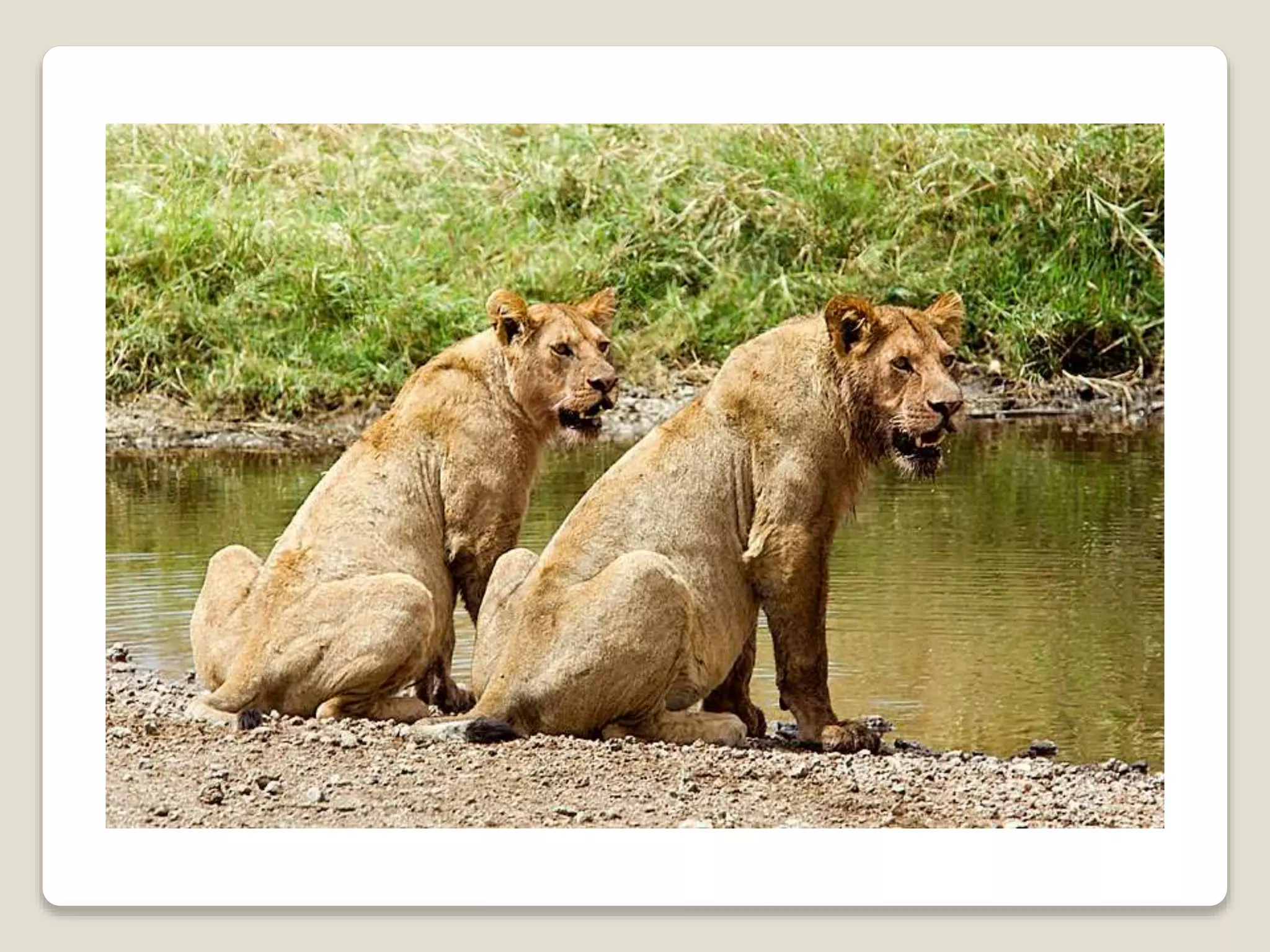 African wild animals | PPSX