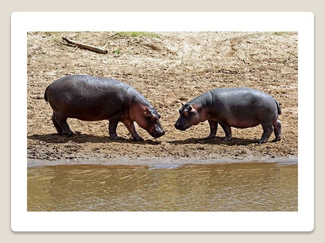 African wild animals | PPSX