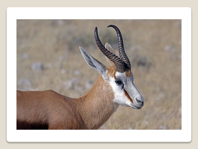 African wild animals | PPSX