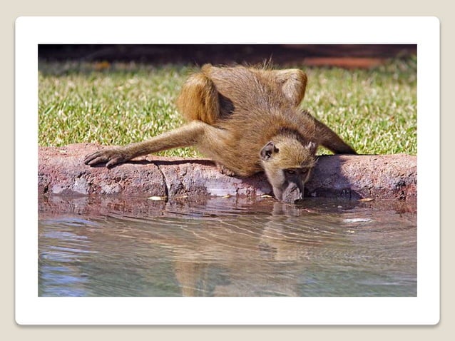 African wild animals | PPSX