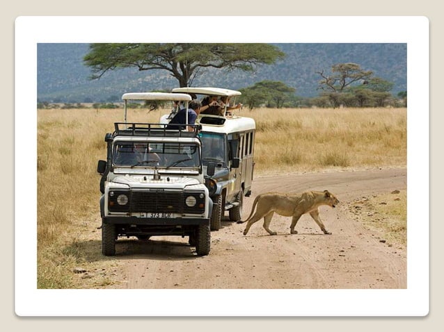 African wild animals | PPSX