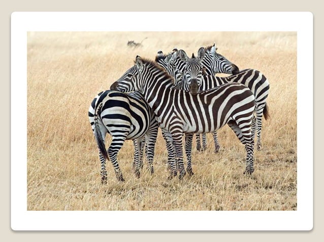 African wild animals | PPSX