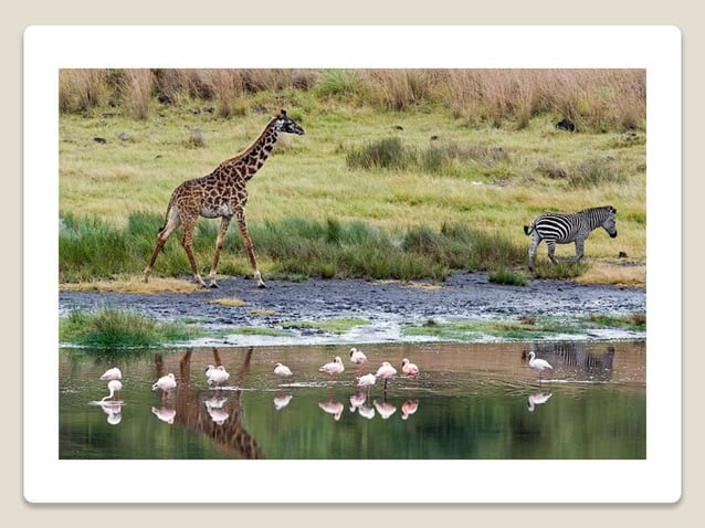 African wild animals | PPSX