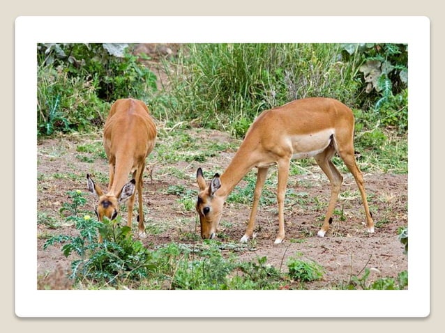 African wild animals | PPSX