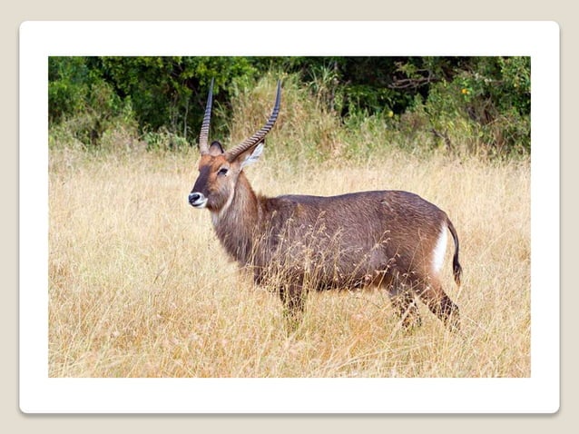 African wild animals | PPSX