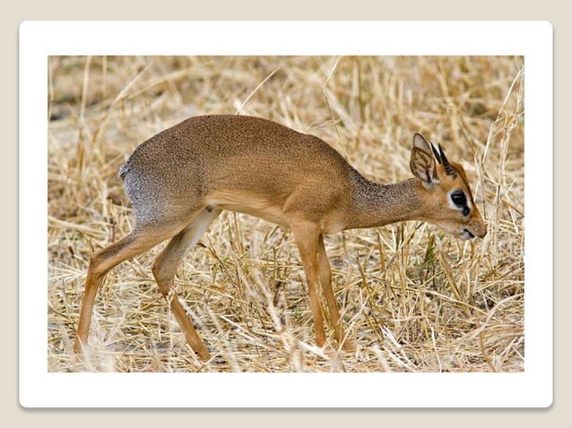 African wild animals | PPSX